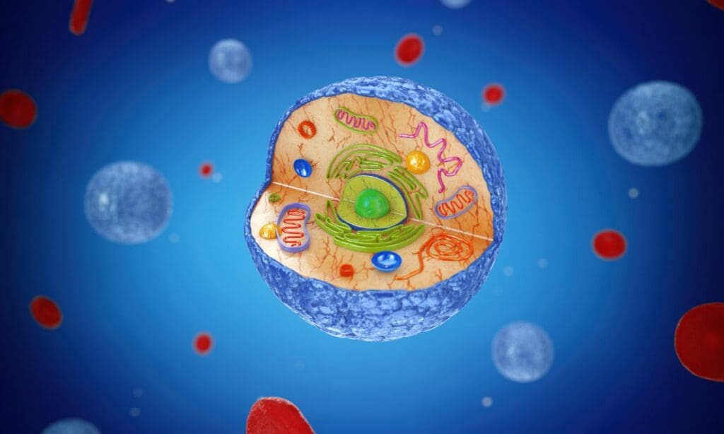 How can you improve your cellular detoxification? - FITPAA