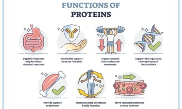 What is the role of protein in the body? - FITPAA