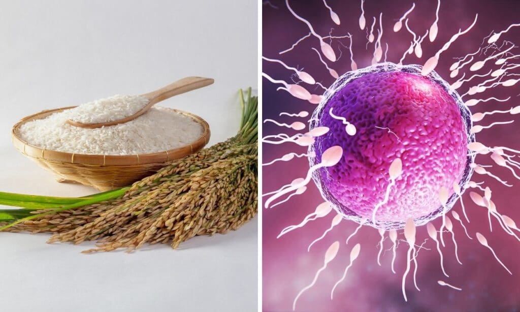 Rice and Fertility: Nutritional Factors for Conception and Pregnancy ...