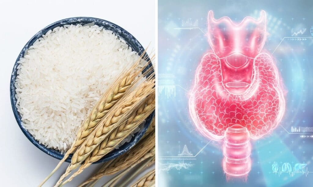Rice and Thyroid Disorders: Goitrogenic Effects and Considerations - FITPAA