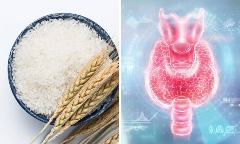 Rice and Thyroid Disorders: Goitrogenic Effects and Considerations - FITPAA