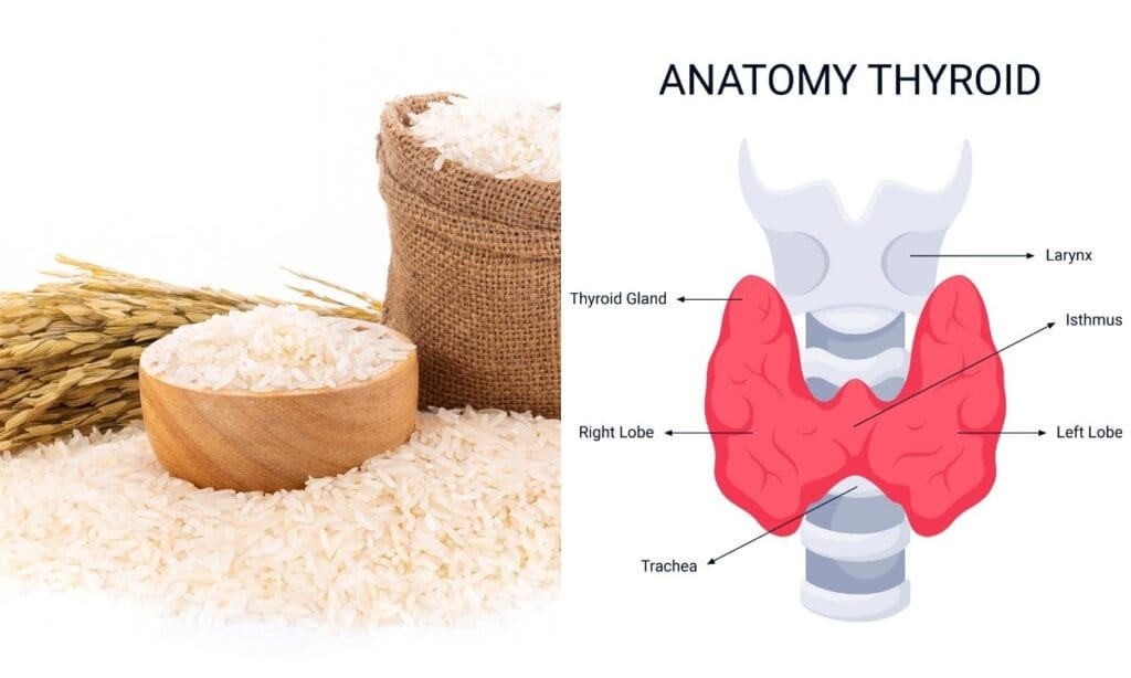 Rice and Thyroid Function: Iodine Content and Hormonal Balance - FITPAA